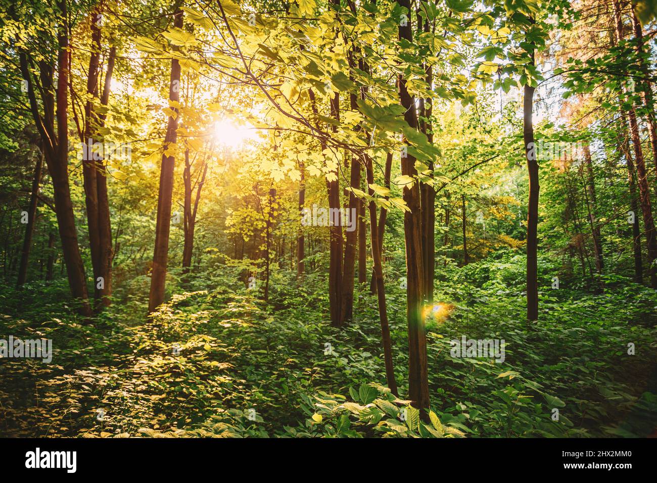 Light through the forest canopy hi-res stock photography and images - Alamy