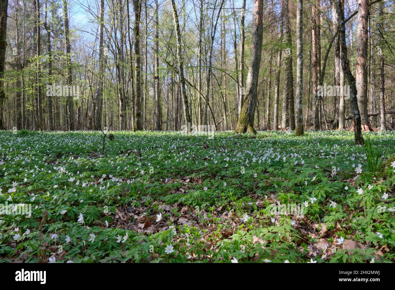 Early spring deciduous forest with flowering wood anemone, Bialowieza ...