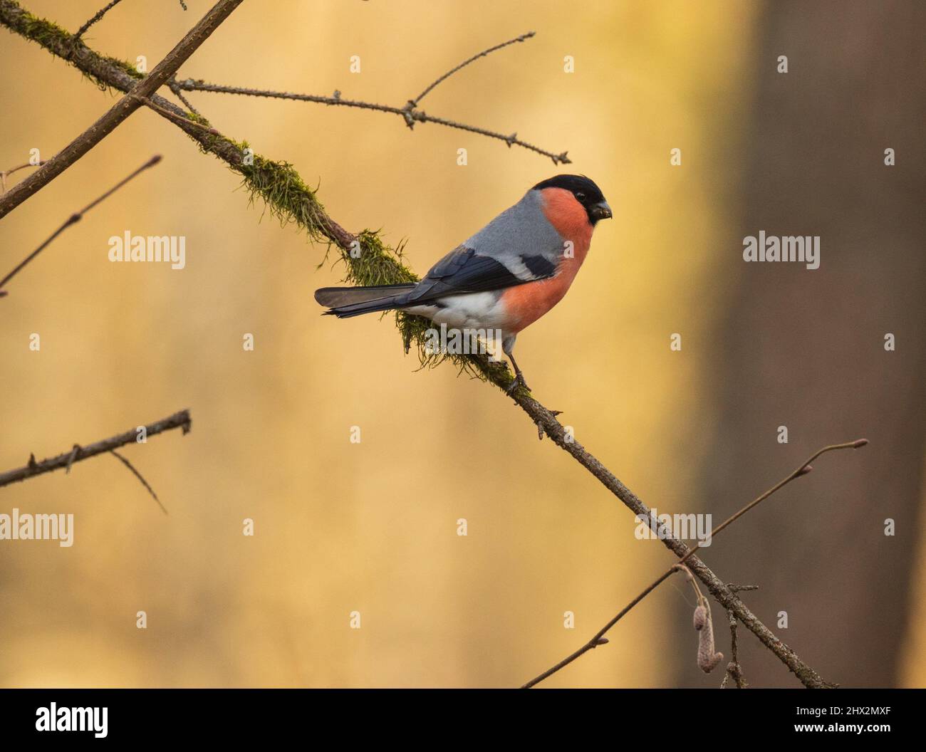 Male bullfinch fauna hi-res stock photography and images - Alamy