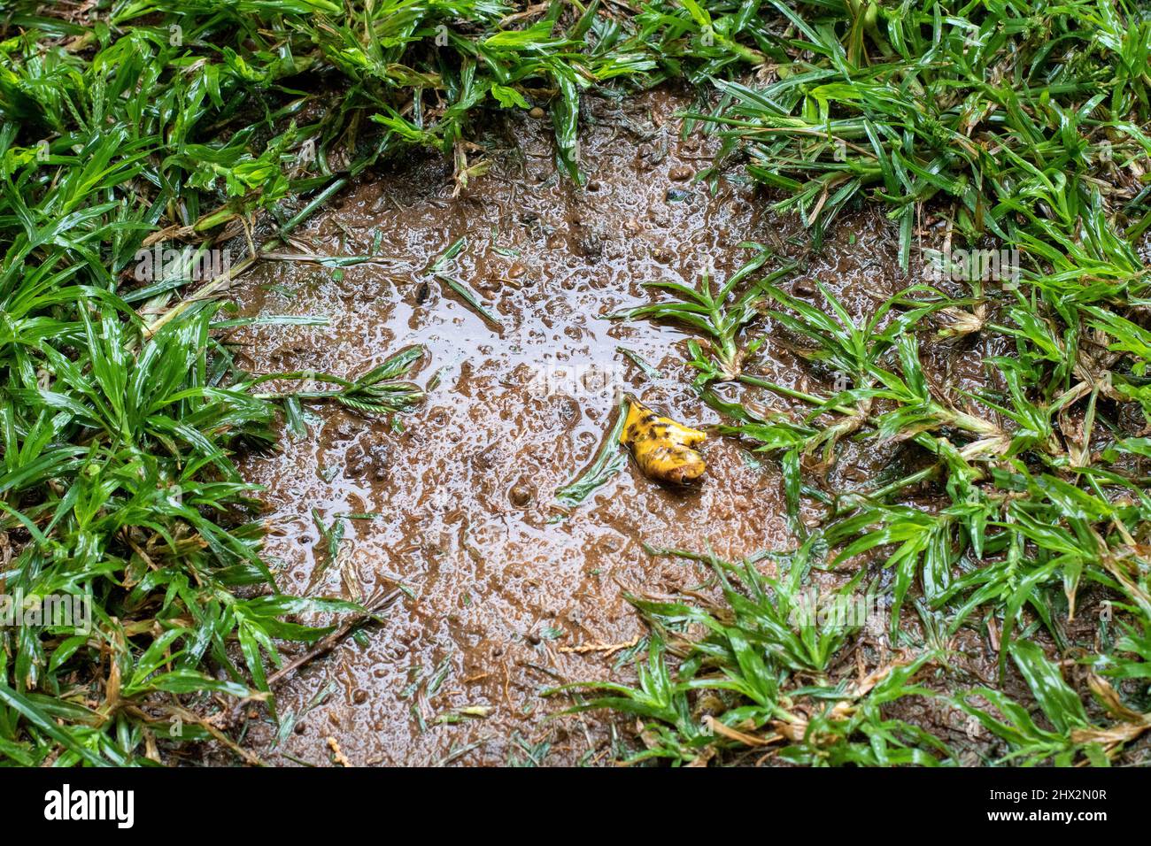 A muddy puddle formed by rain in the grass Stock Photo - Alamy