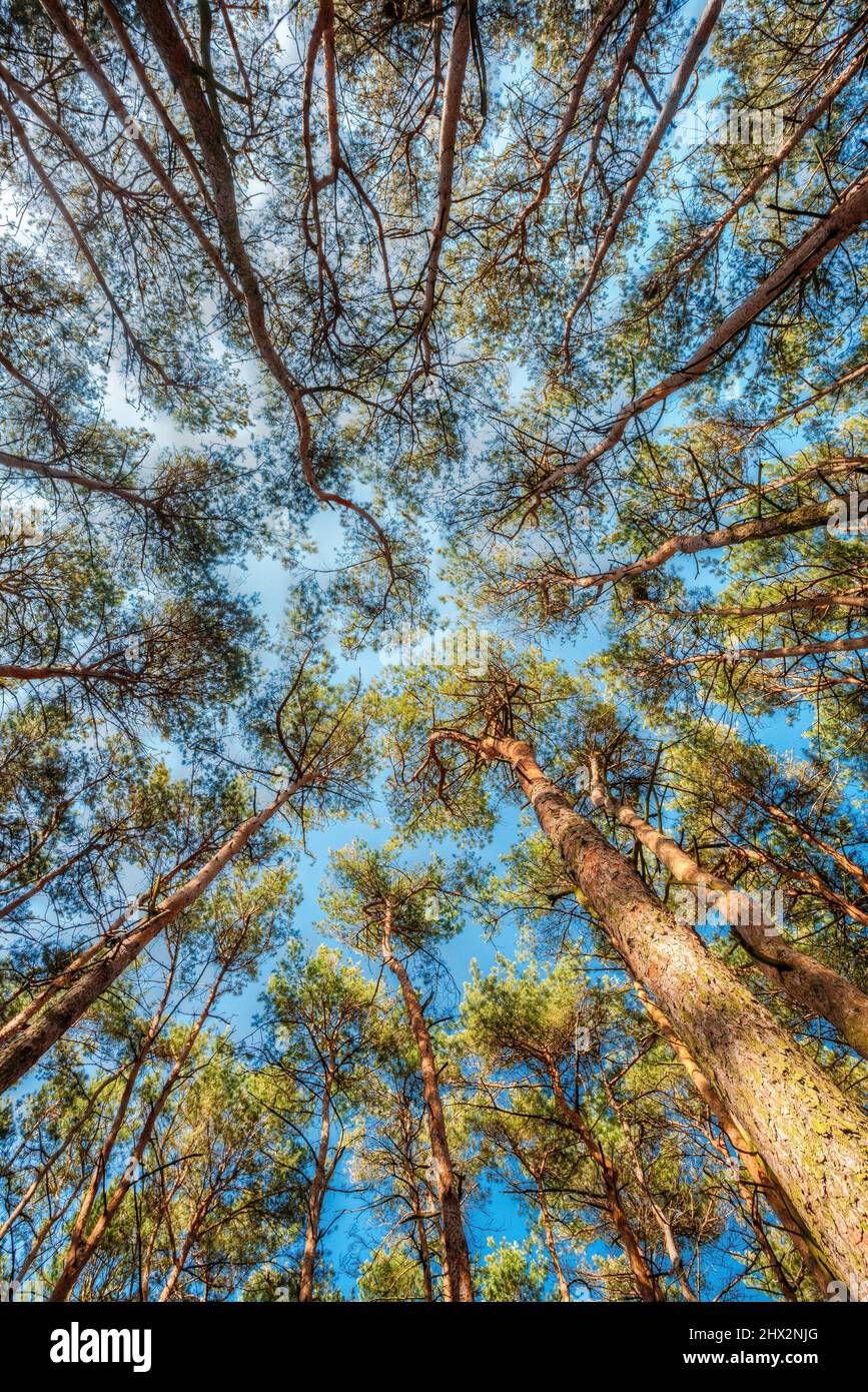 Canopy Of Tall Pine Trees. Upper Branches Of Woods In Coniferous Forest ...