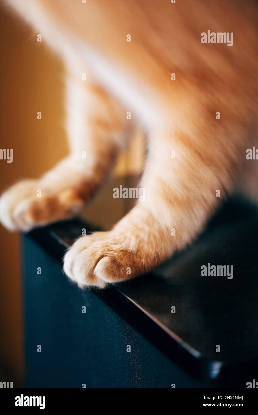 Orange color cat hi-res stock photography and images - Alamy