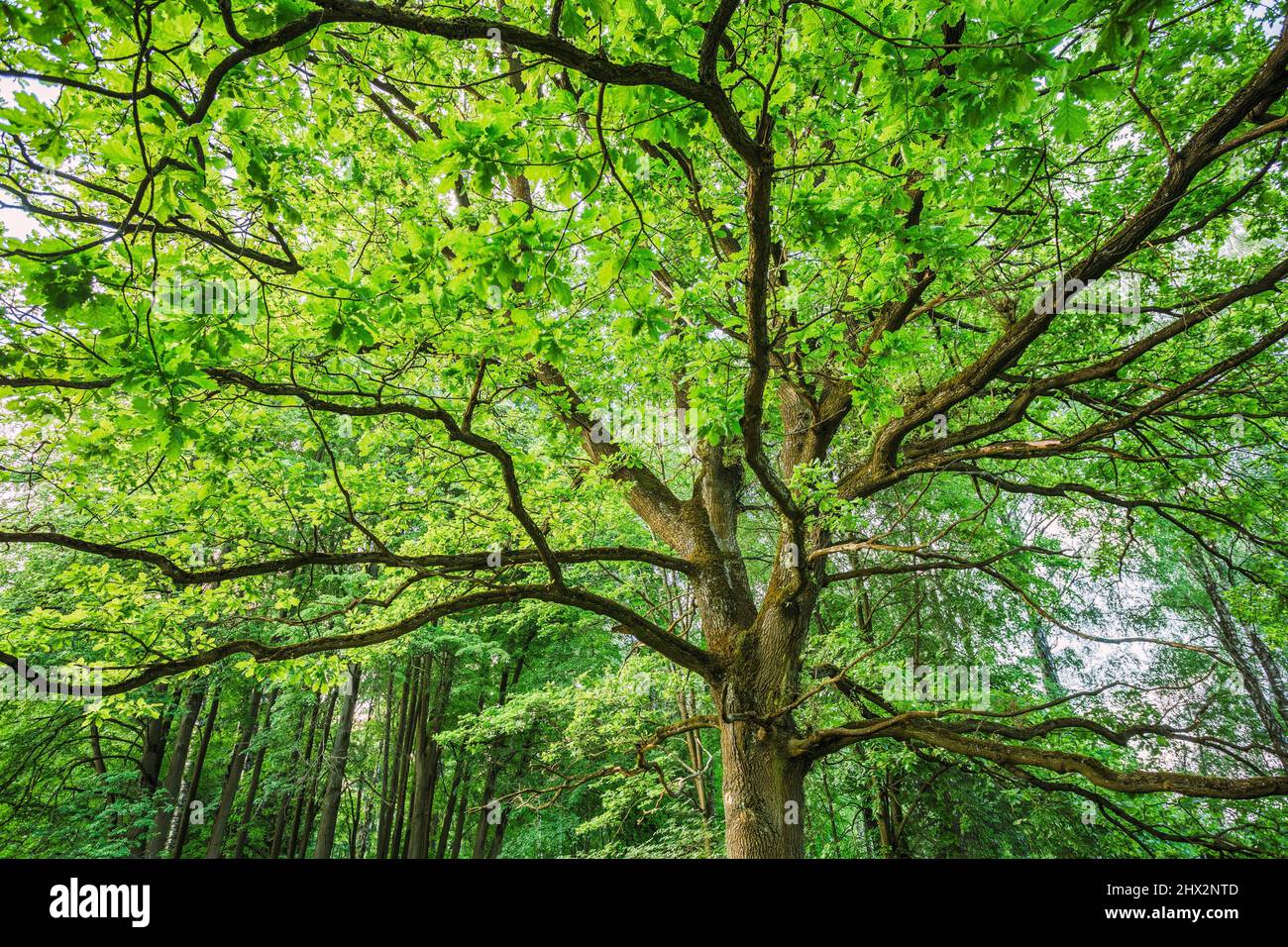 Tall tree canopy hi-res stock photography and images - Alamy