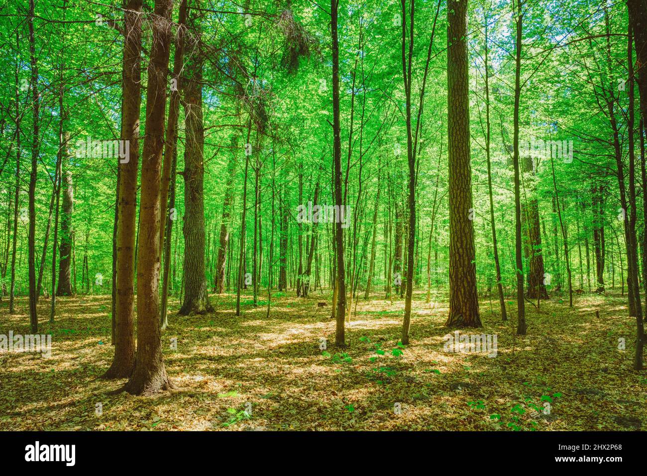 Temperate Deciduous Forest Summer