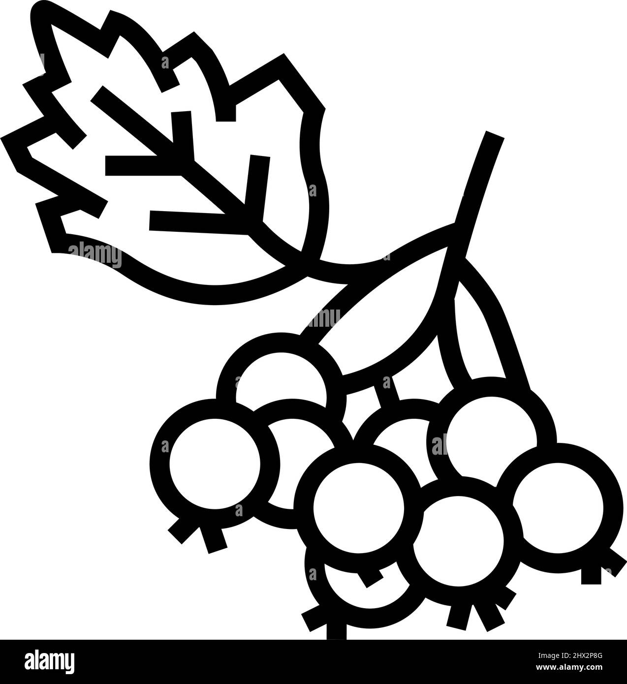 hawthorn berry line icon vector illustration Stock Vector Image & Art ...
