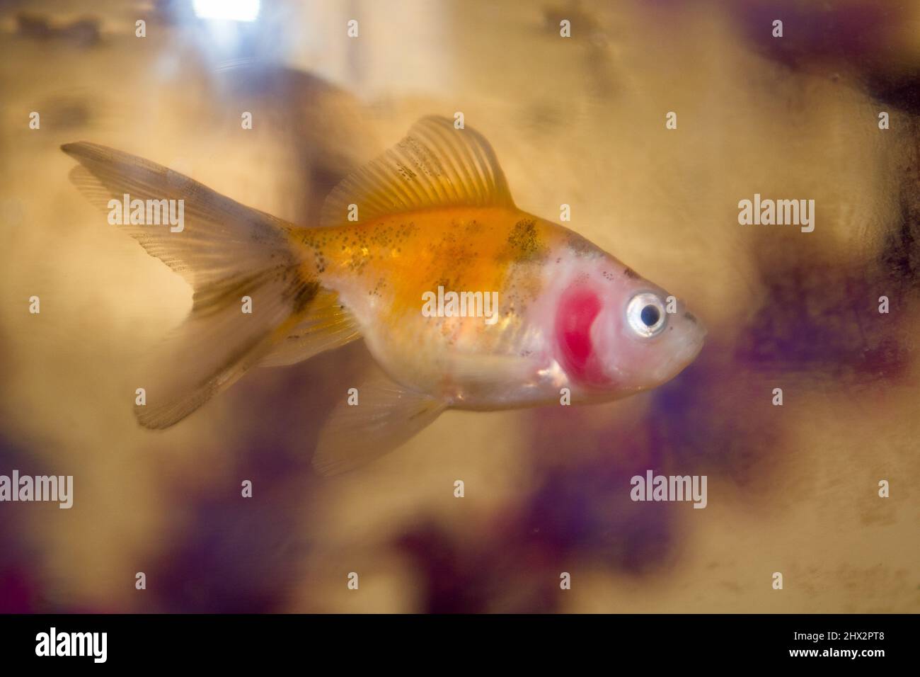 Beautiful fish tank hi-res stock photography and images - Alamy