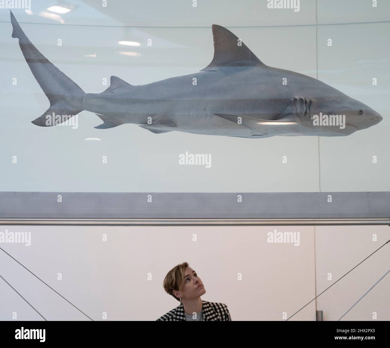 Damien hirst formaldehyde sculptures hi-res stock photography and ...