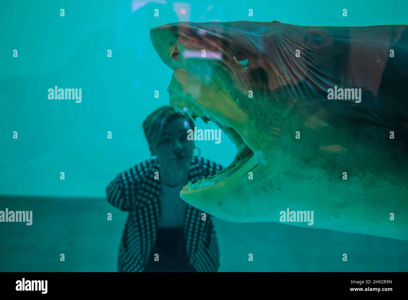 Damien hirst formaldehyde sculptures hi-res stock photography and ...