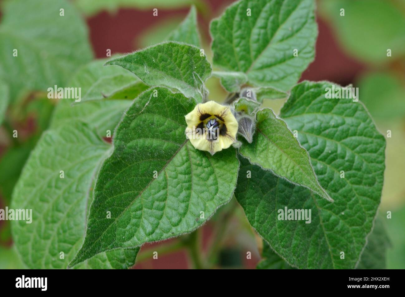 Physalis peruviana plant hi-res stock photography and images - Alamy