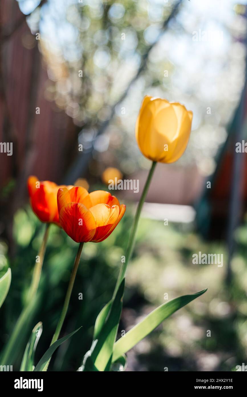 Beautiful spring background with yellow and red tulips against white ...