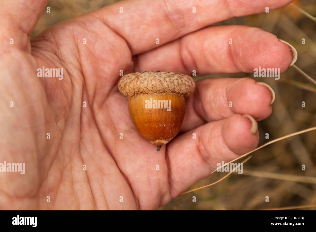 Holding acorn hi-res stock photography and images - Alamy