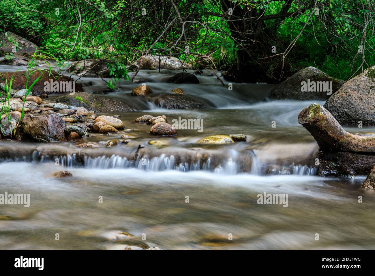 Mountain stream in green forest at spring time Stock Photo - Alamy
