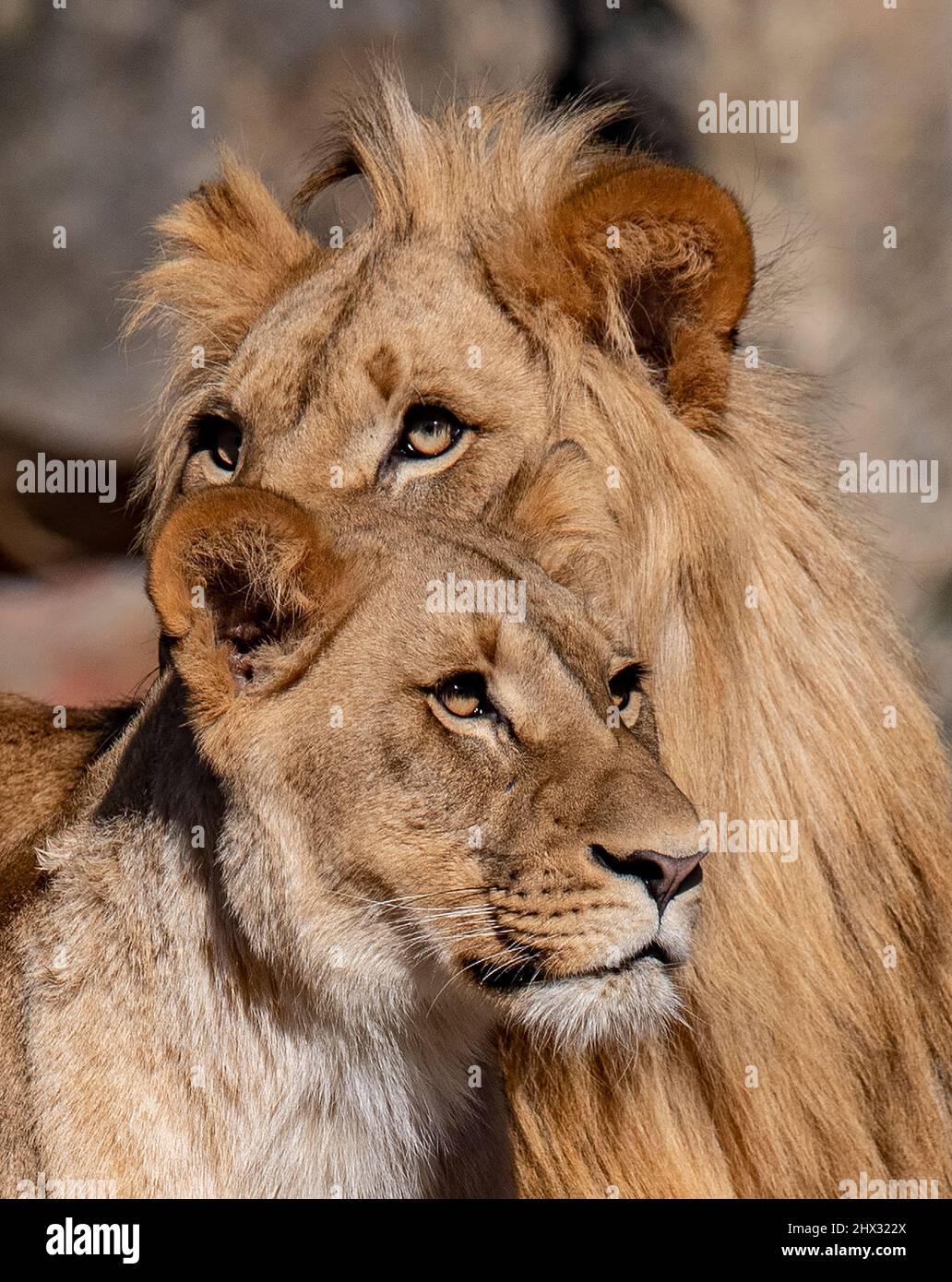 Berlin, Germany. 09th Mar, 2022. Two lions enjoy the spring weather ...