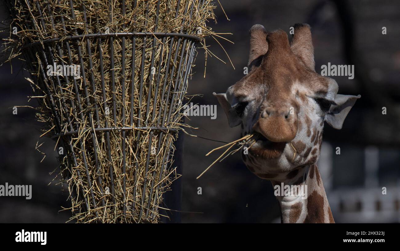 Berlin, Germany. 09th Mar, 2022. A giraffe enjoys a meal at Berlin Zoo ...