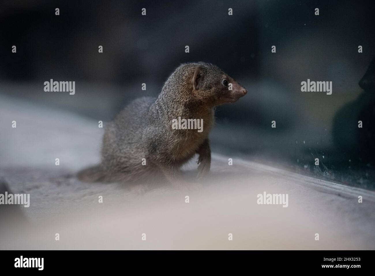Berlin, Germany. 09th Mar, 2022. A dwarf mongoose is on the move in its ...