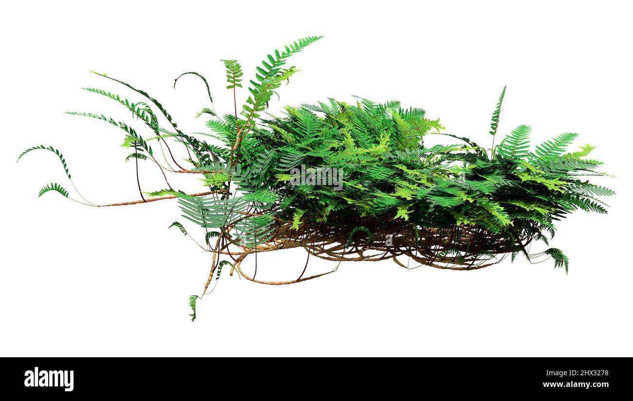 3D rendering of a fern plant isolated on white background Stock Photo ...