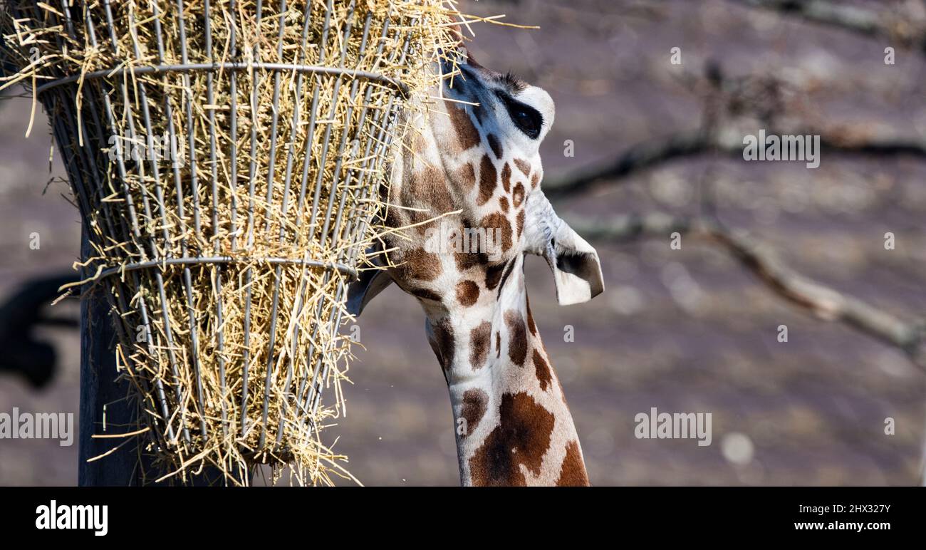 Berlin, Germany. 09th Mar, 2022. A giraffe enjoys a meal at Berlin Zoo ...