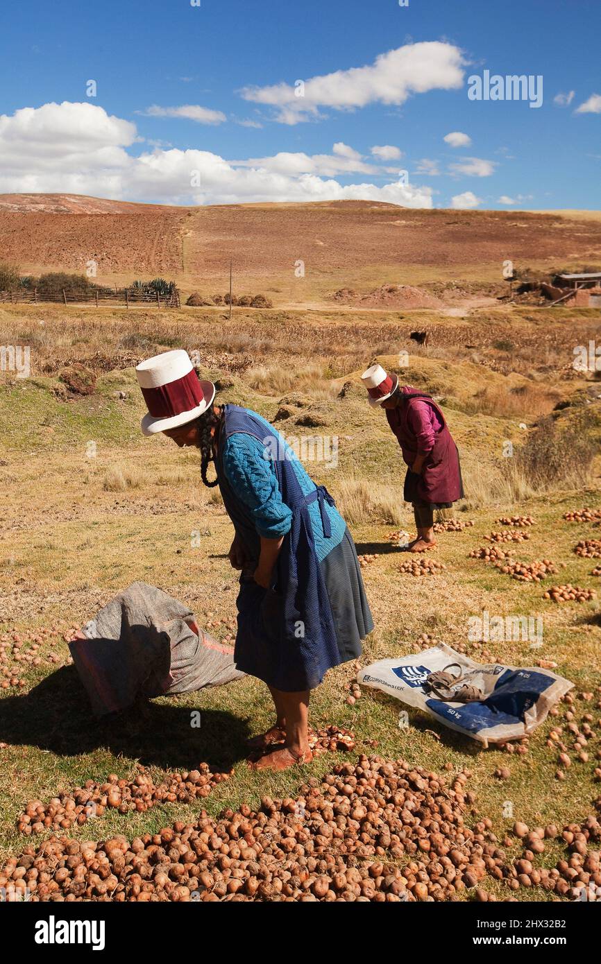 Peru potato picking hi-res stock photography and images - Alamy