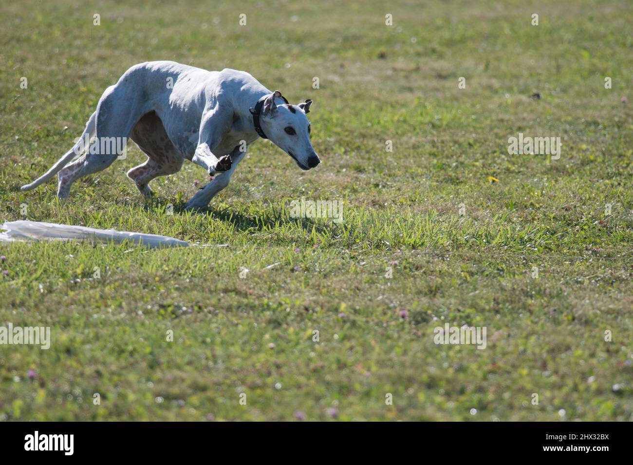 Caniens hi-res stock photography and images - Alamy