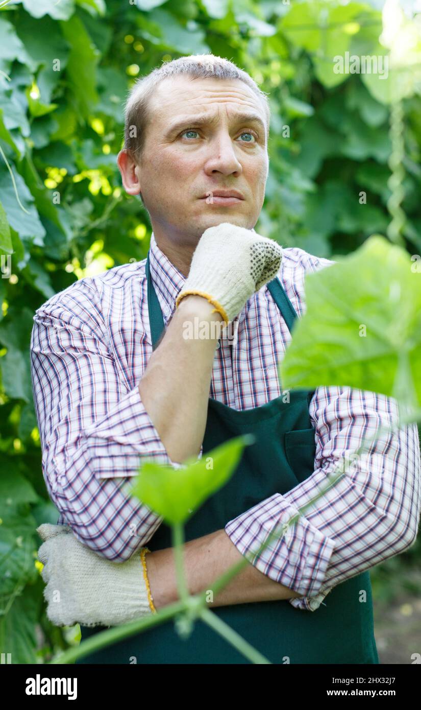 Horticulturist in apron working with marrow seedlings in sunny ...