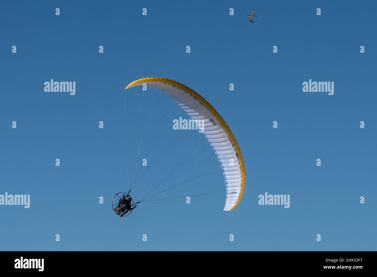 A powered paraglider in the air in winter over South Padre Island ...