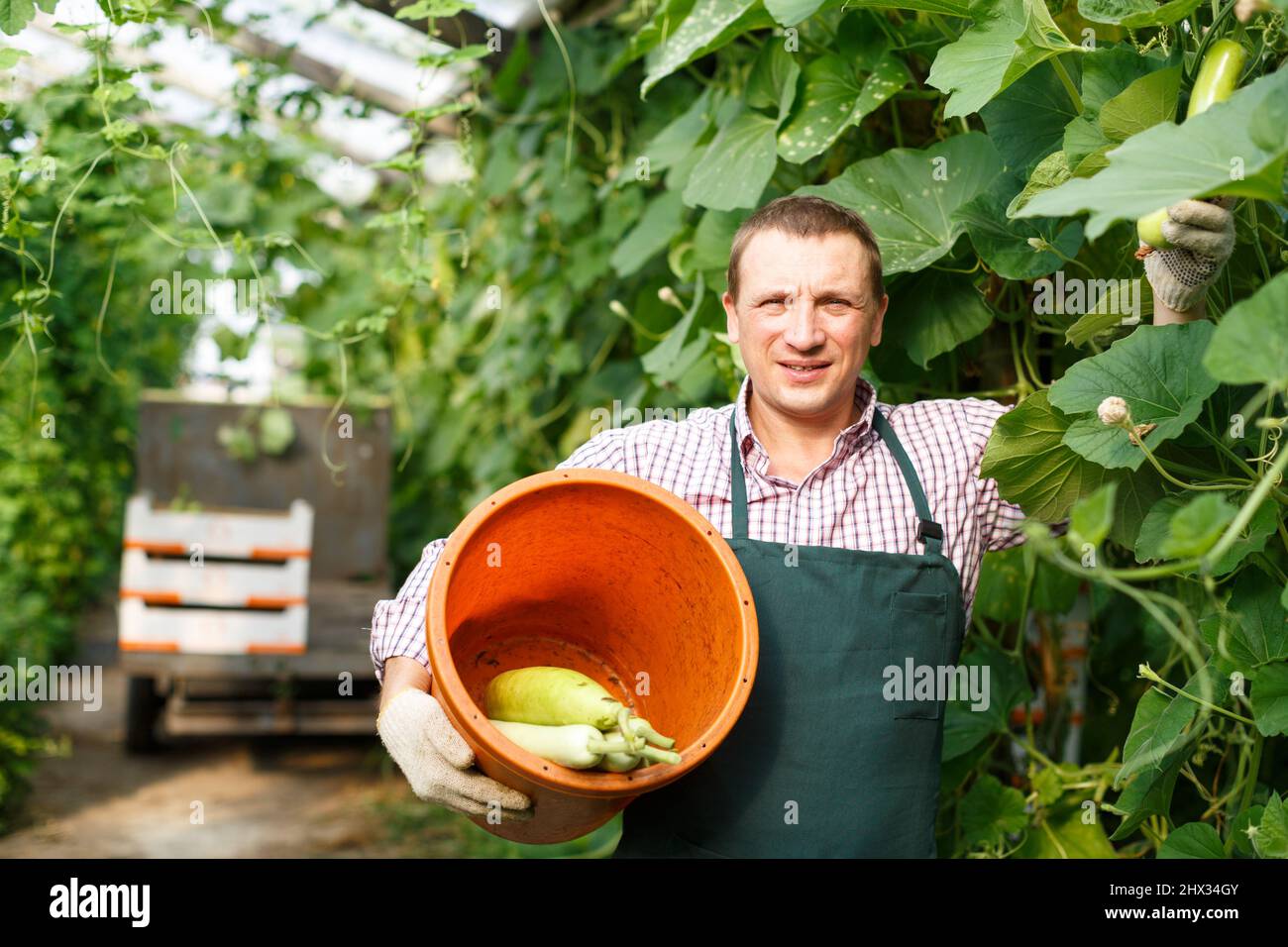 Man horticulturist in apron and gloves picking marrows to bucket in ...