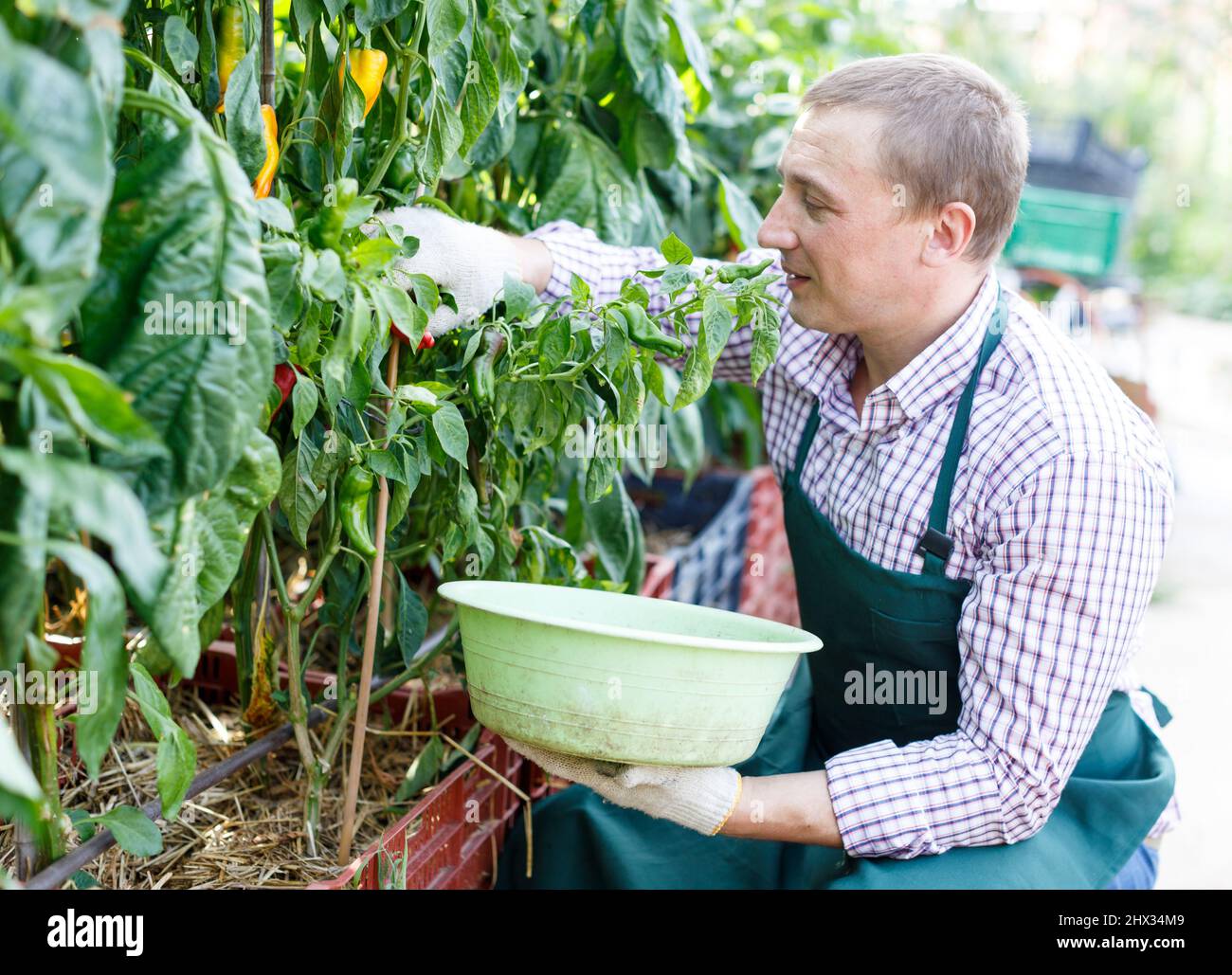 Worker taking care of pepper plants Stock Photo - Alamy