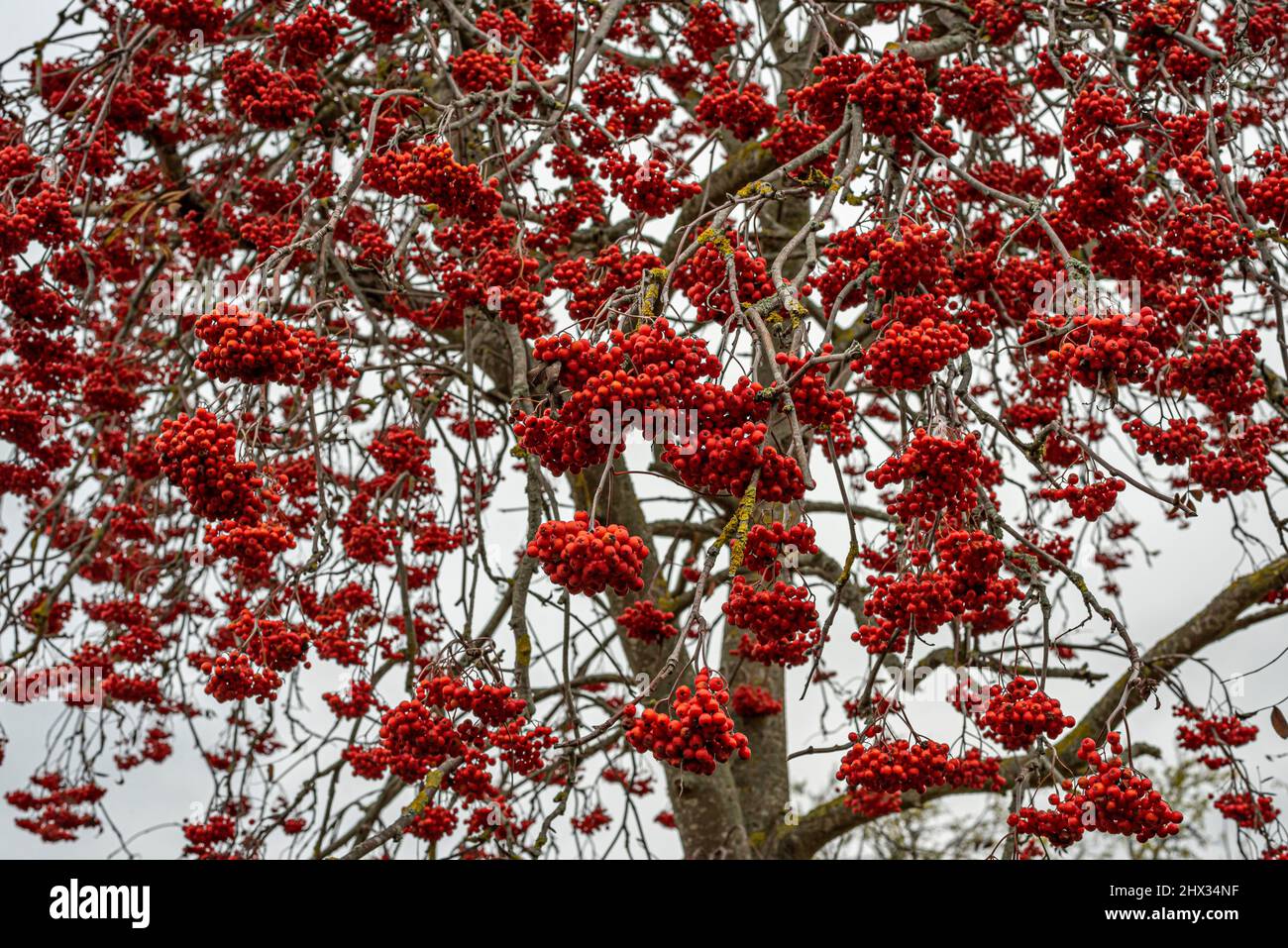 Tree with hanging berries hi-res stock photography and images - Alamy