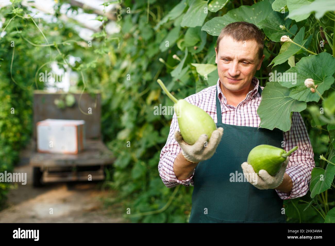 Man horticulturist in apron and gloves picking zucchinis in garden ...