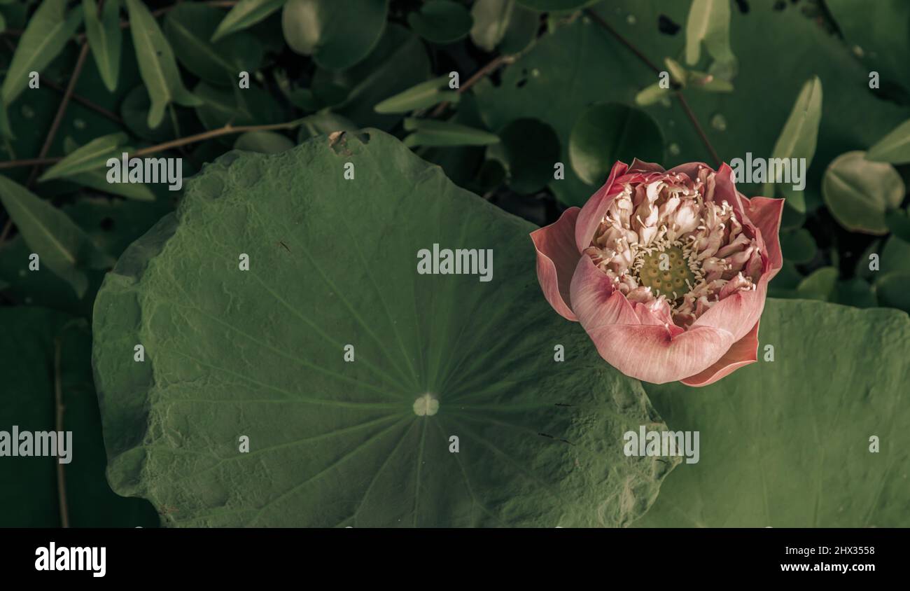 Pink fancy waterlily or lotus flower in pond with natural daylight ...