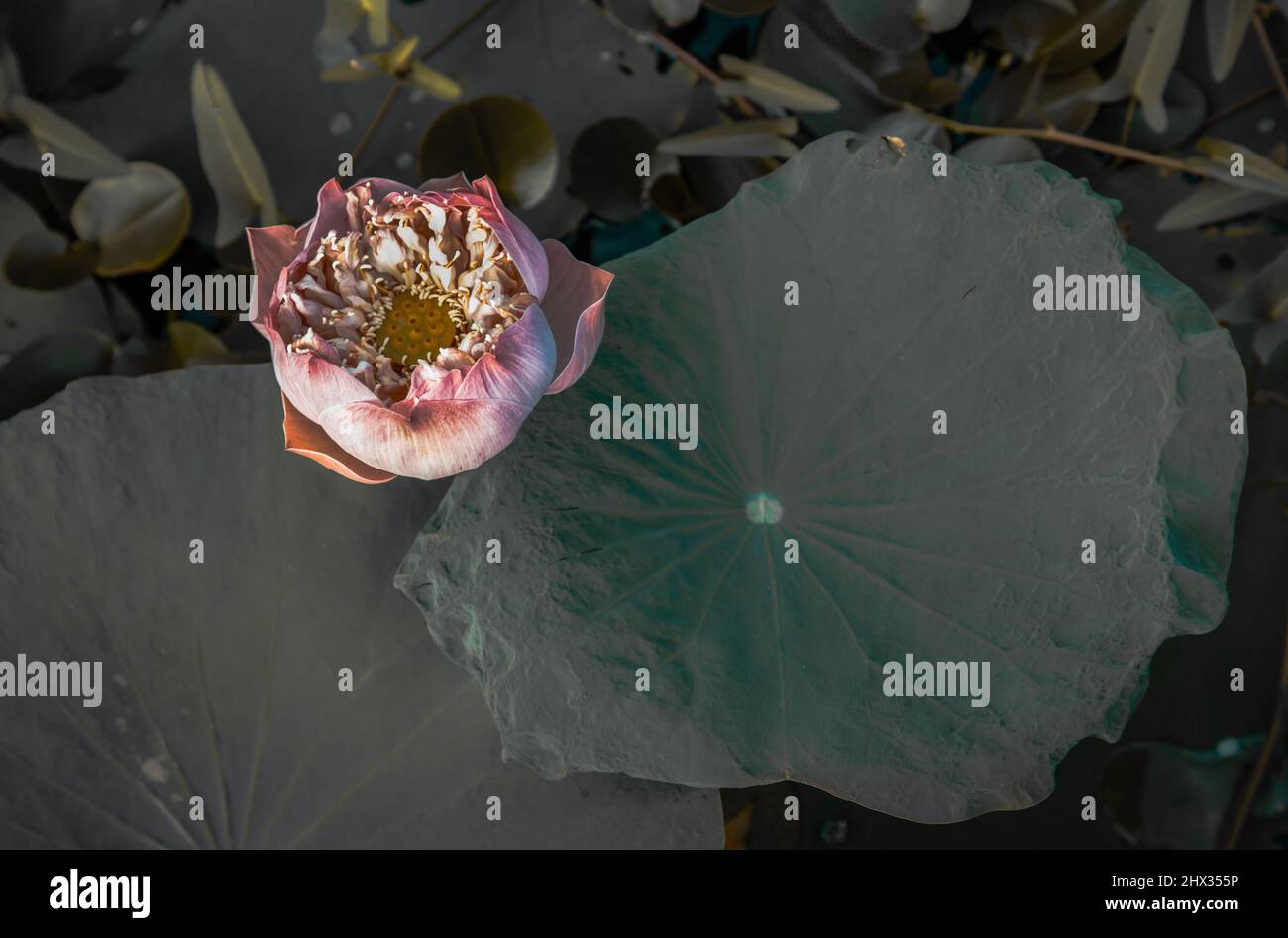 Pink fancy waterlily or lotus flower in pond with natural daylight ...