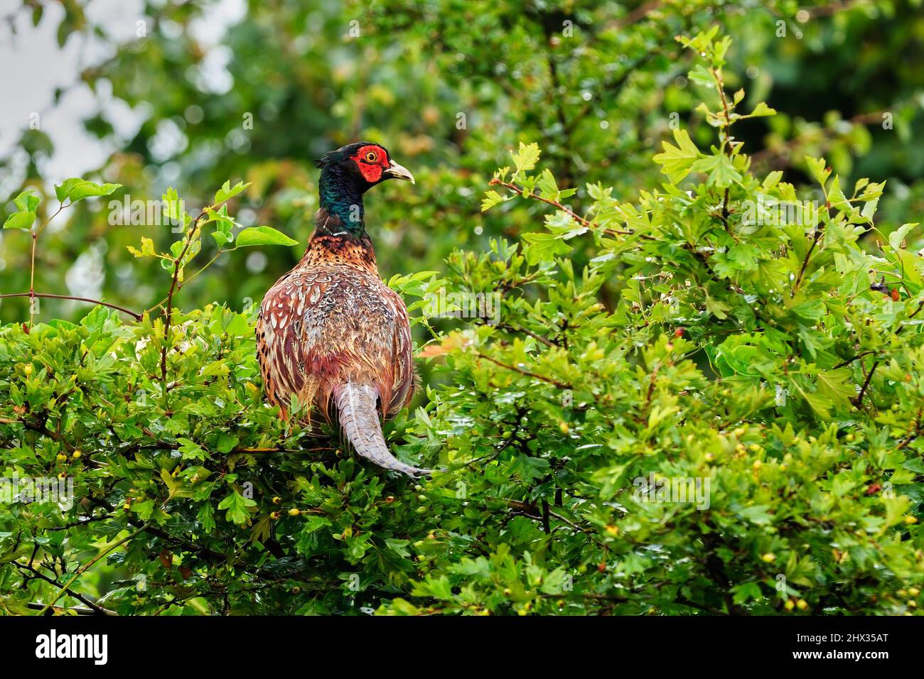 Pheasant male with wet feathers sitting on a shrub after rain. Blurred ...