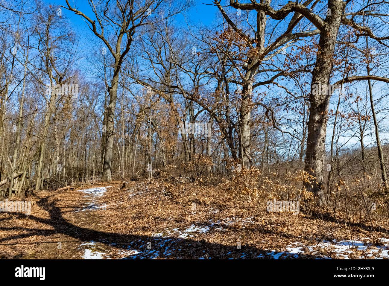 Trail through an oak-hickory forest in the Ott Biological Preserve ...