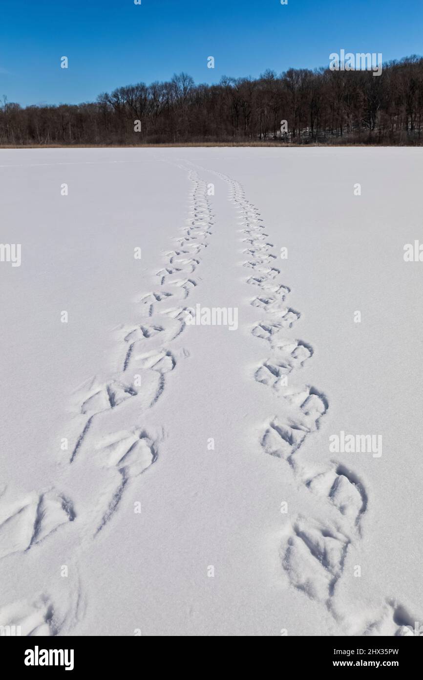 Mute Swan, Cygnus olor, tracks crossing snowy Hall Lake in Calhoun ...