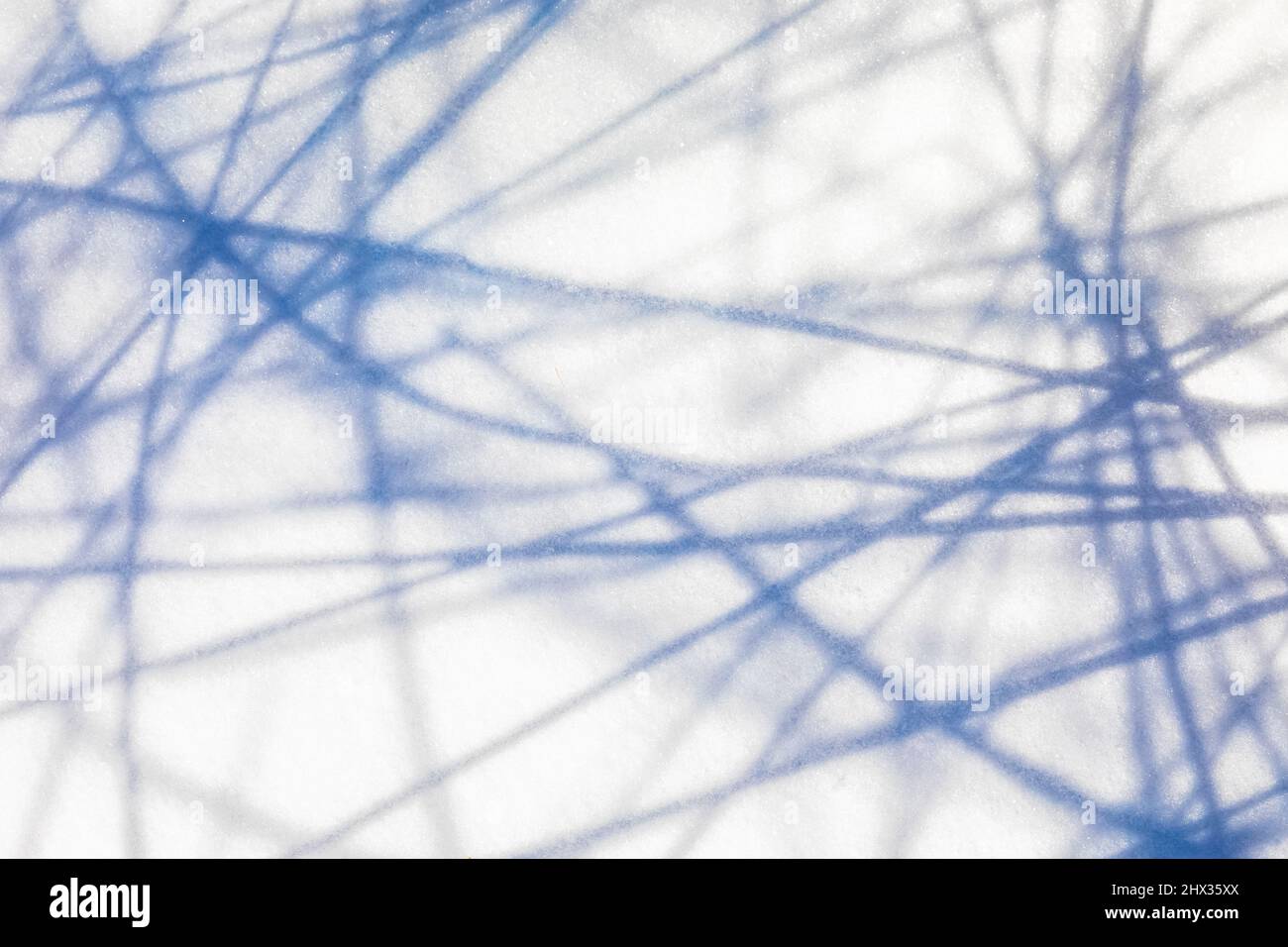 Rushes, Juncus sp., casting graceful shadows on Hall Lake, Ott ...