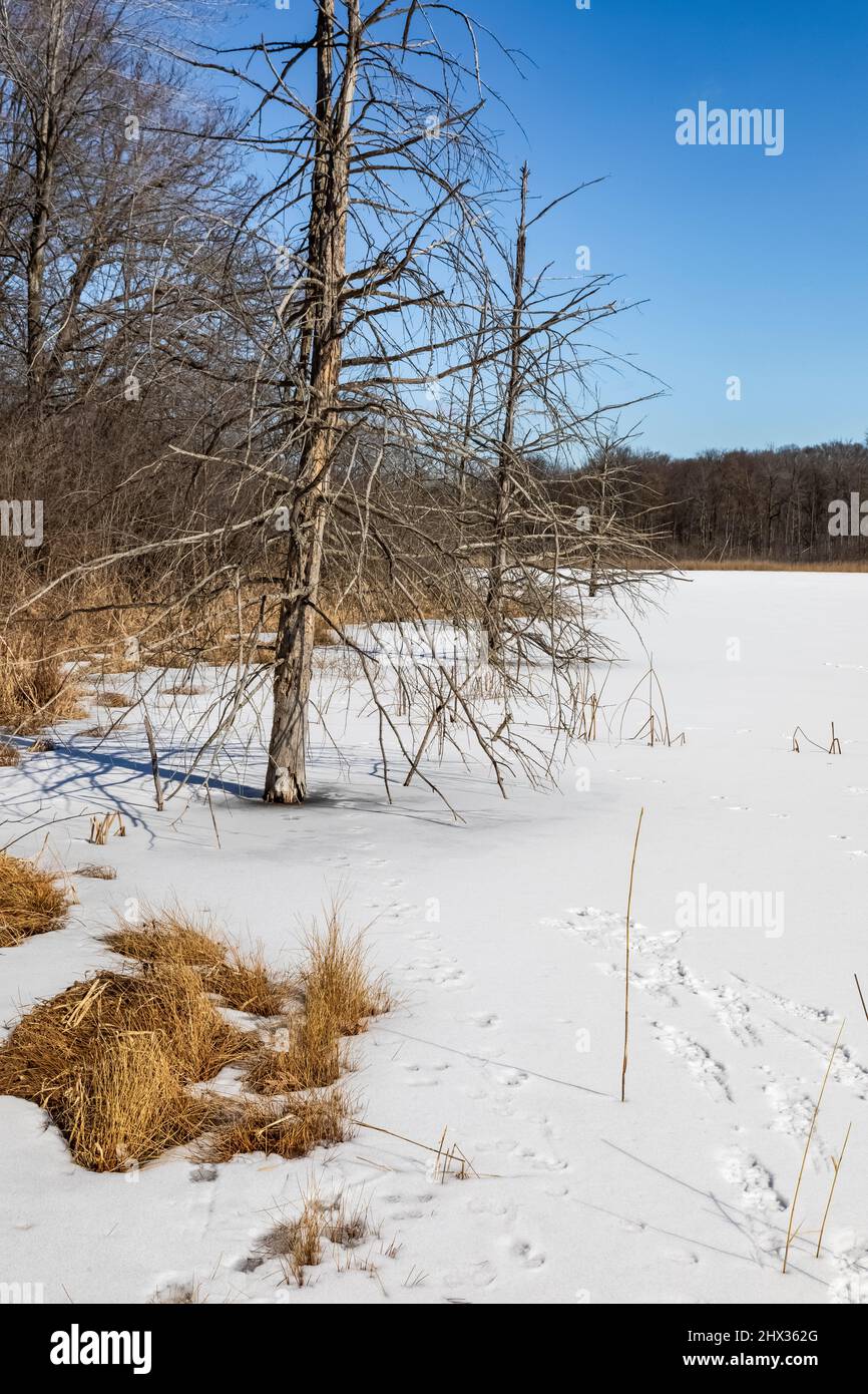 Trees along marshy shore of frozen Hall Lake in the Ott Biological ...