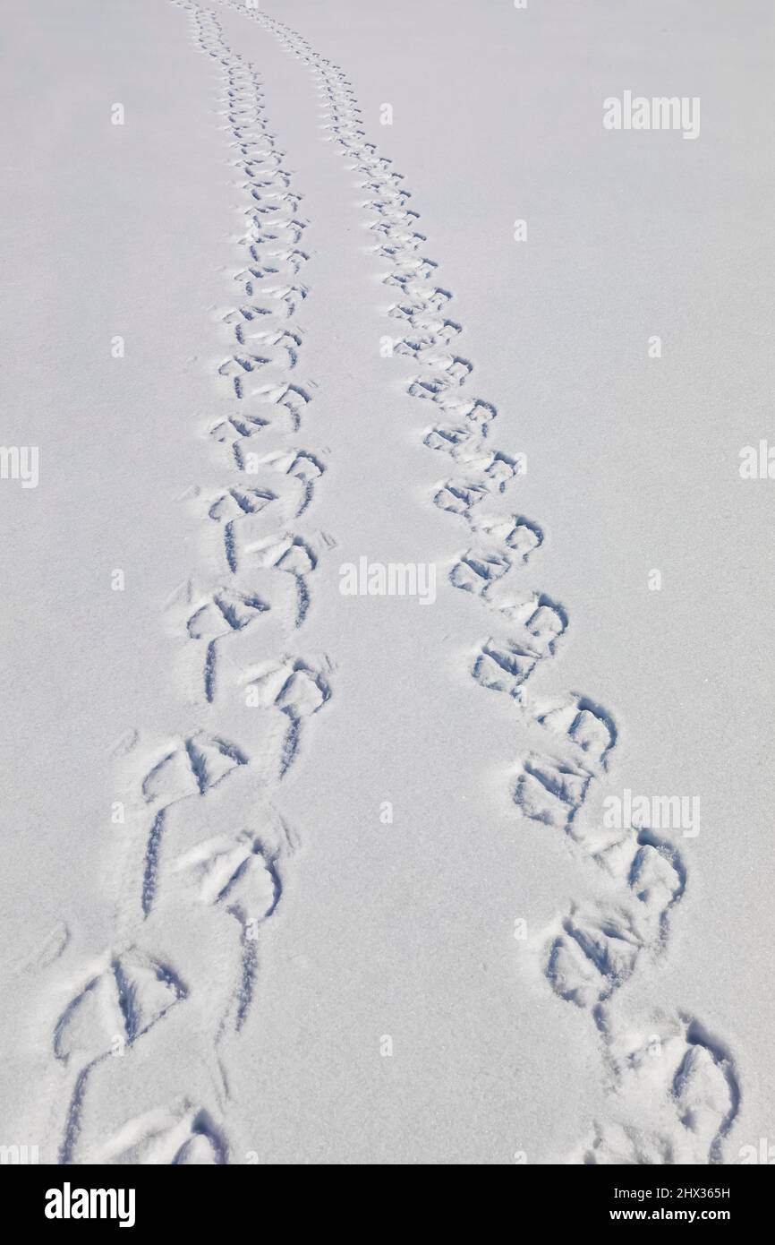 Mute Swan, Cygnus olor, tracks crossing snowy Hall Lake in Calhoun ...