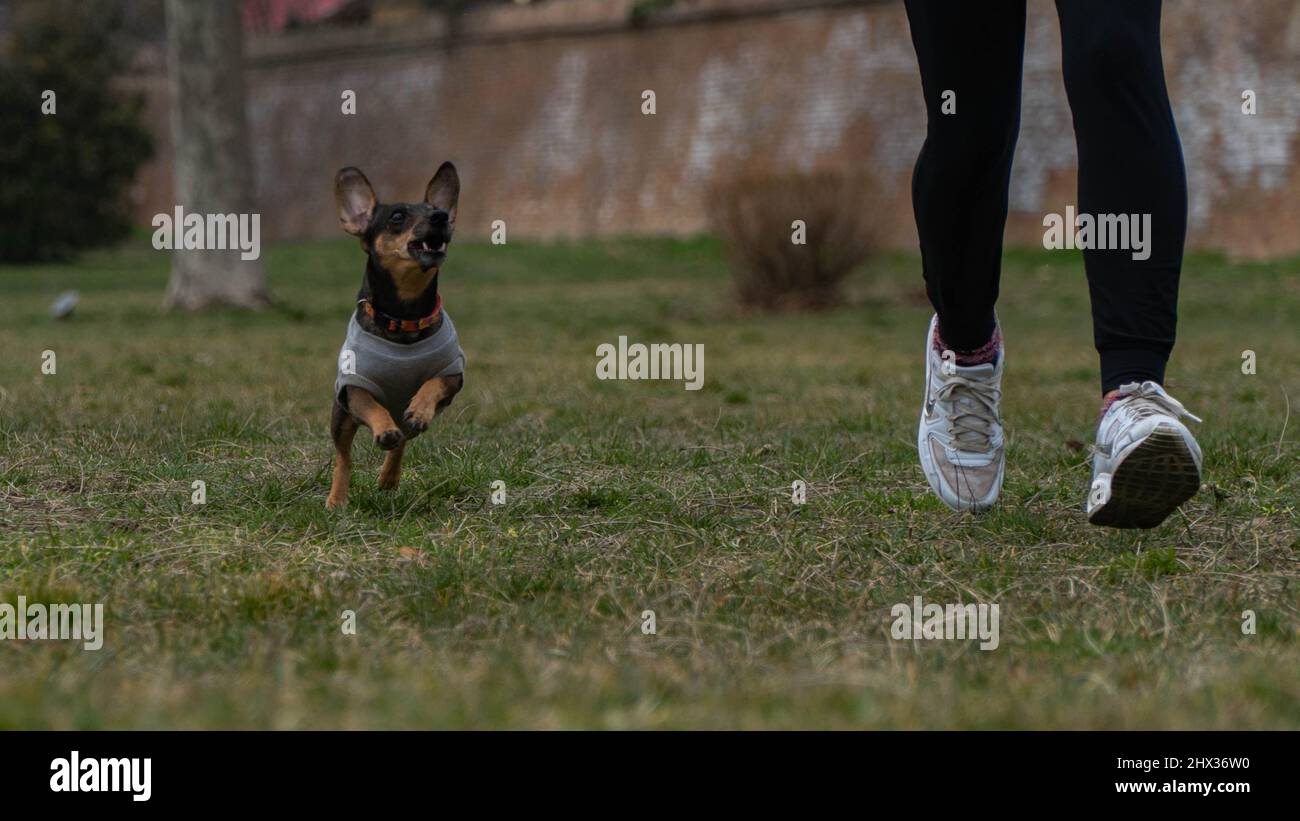 A dog is always following its owner, sometimes it can be hard because ...