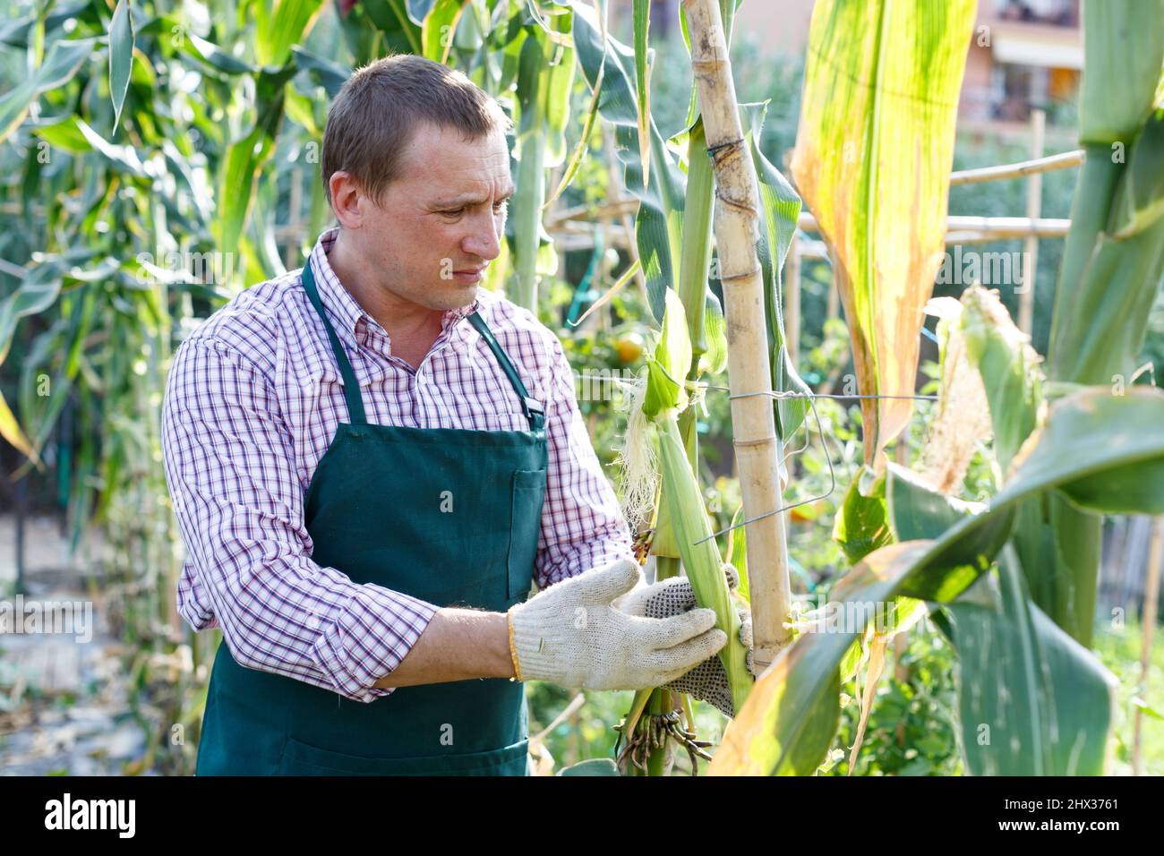 Worker controlling growth of corn Stock Photo - Alamy