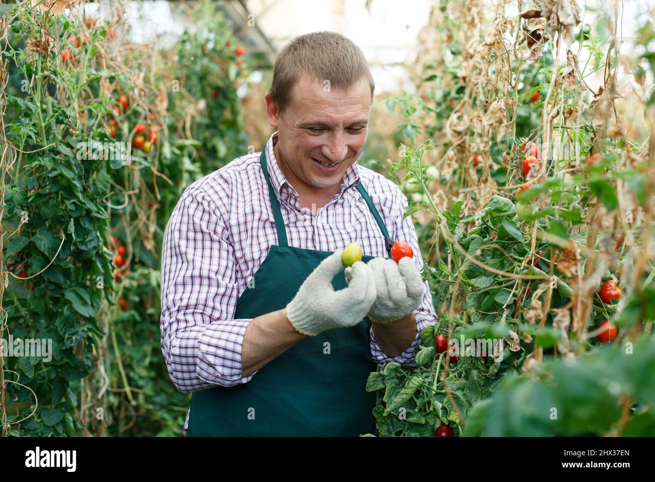 Worker gathering crop of cherry tomatoes Stock Photo - Alamy