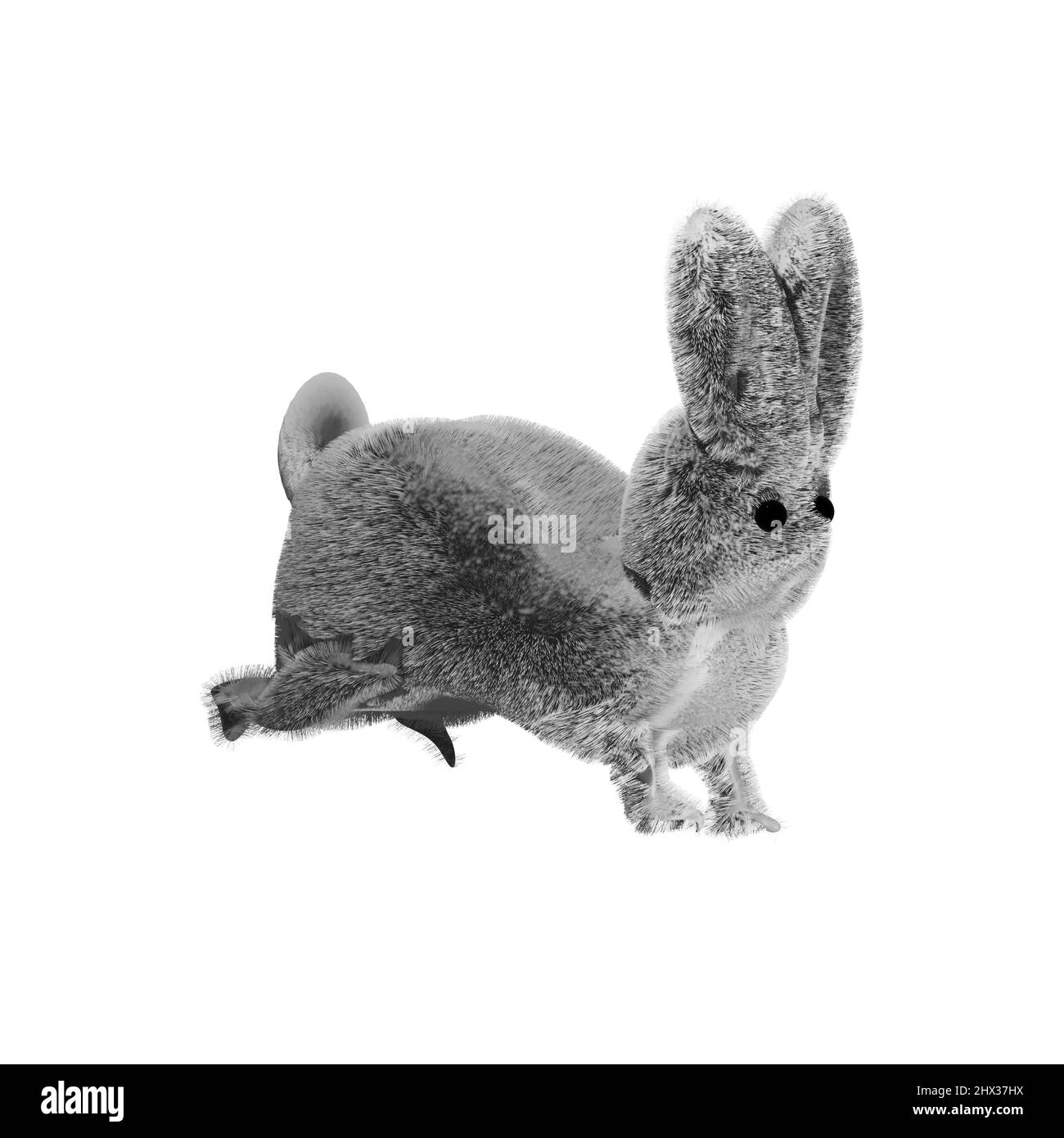 Rabbit isolated on white Black and White Stock Photos & Images - Alamy