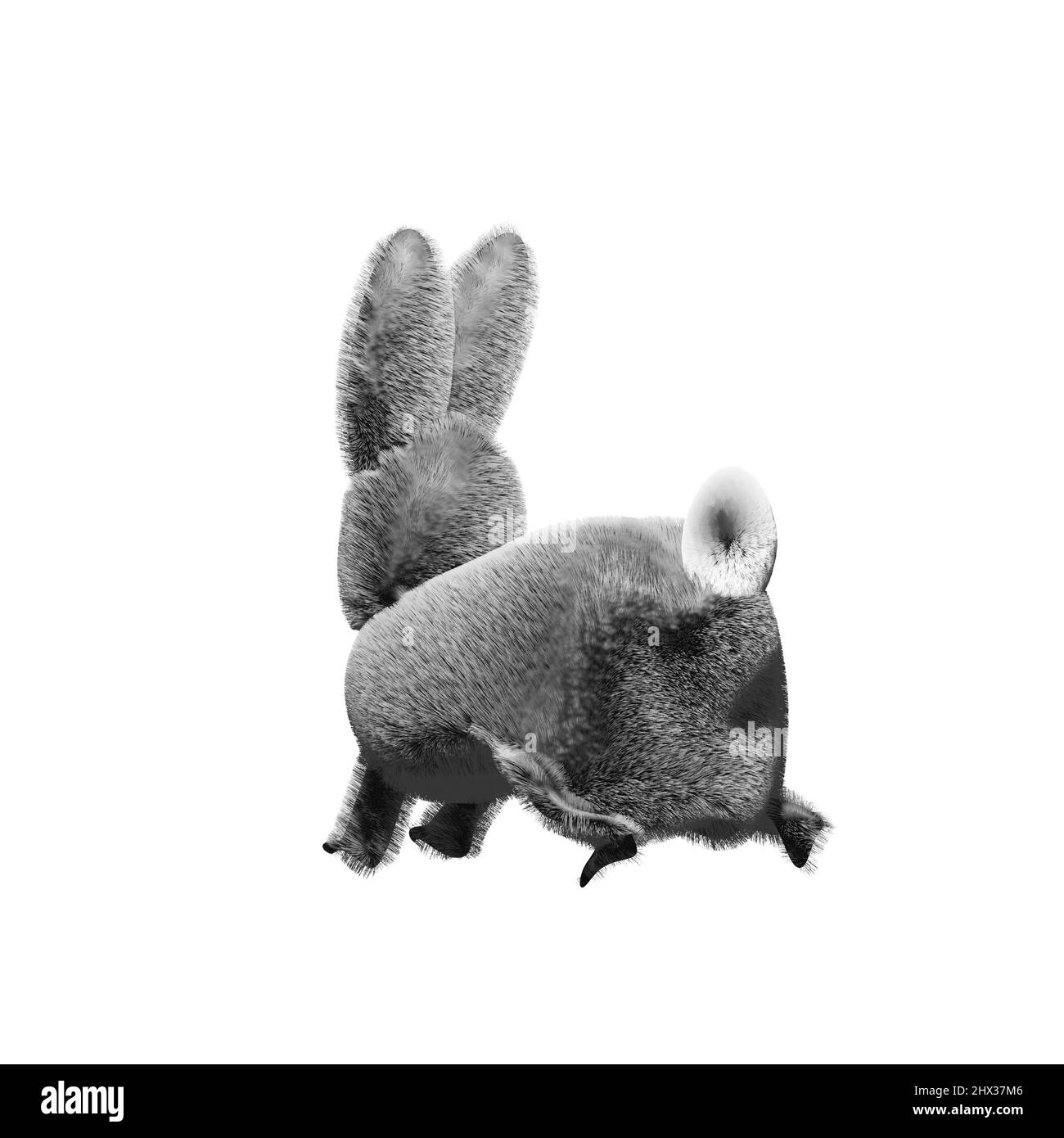 Baby rabbit isolated on white background Stock Photo - Alamy