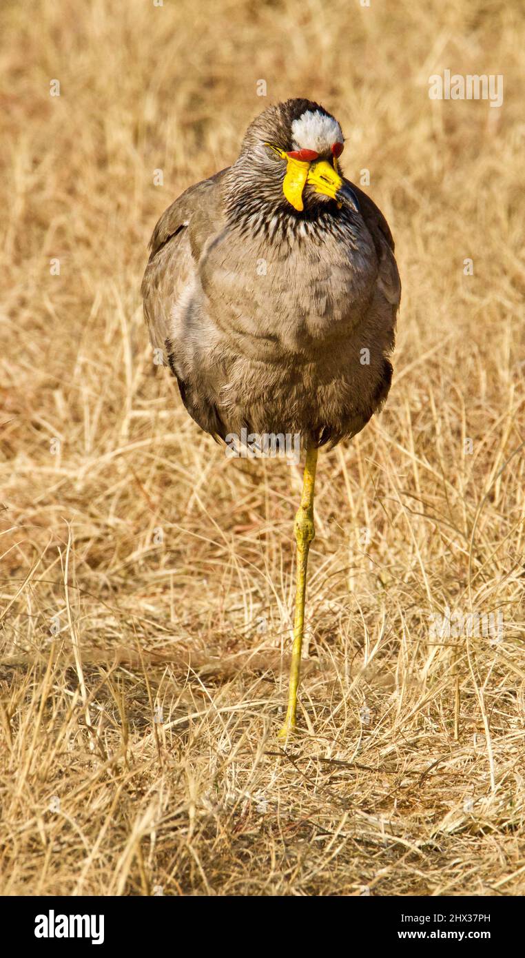 African Wattled lapwing, Kruger National Park Stock Photo - Alamy
