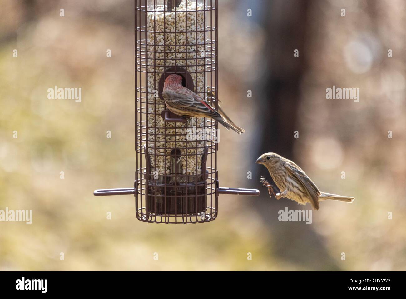 Small bird landing on feeder to eat Stock Photo - Alamy