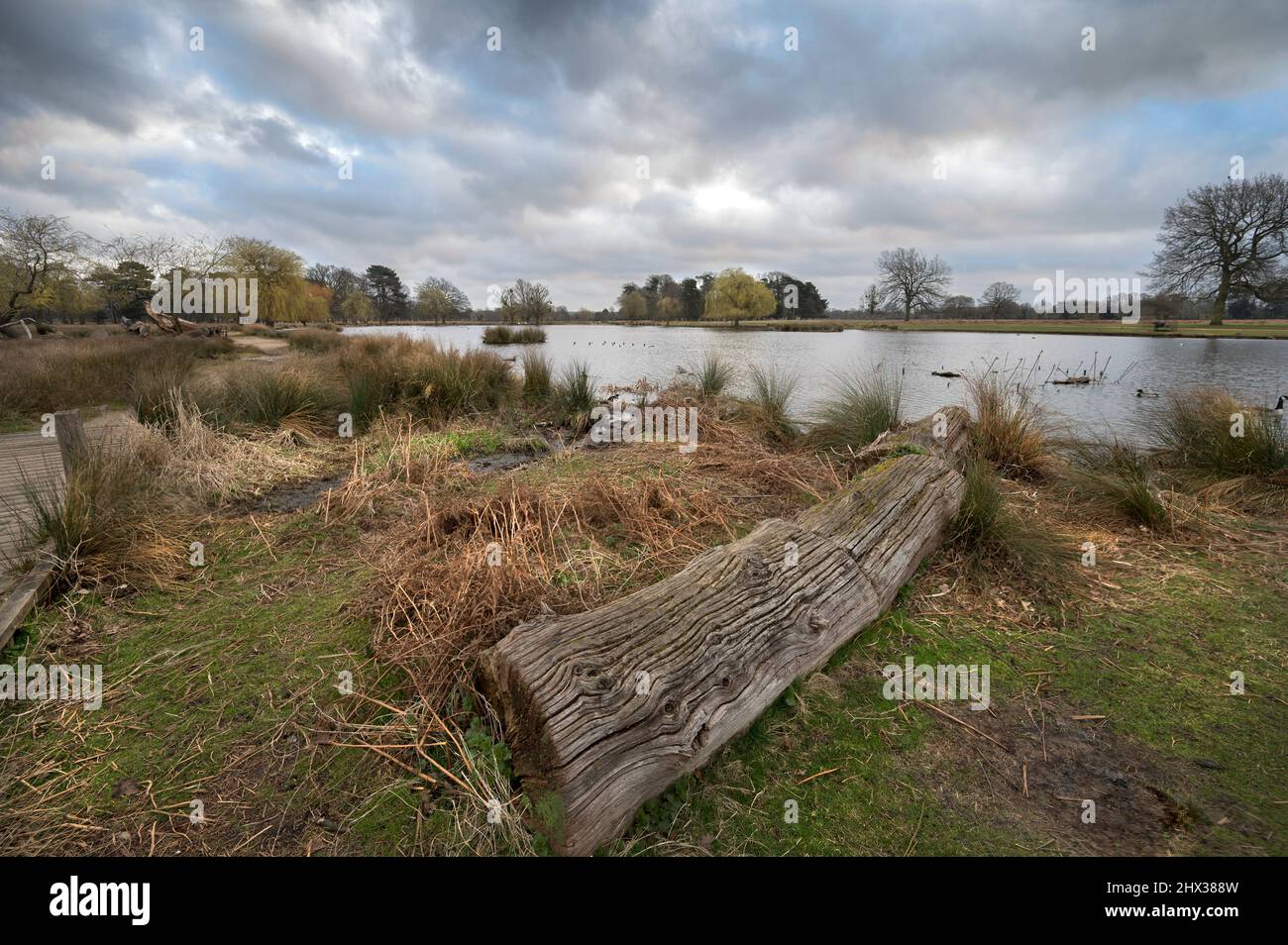 Fallen willow tree trunk now left as natural seat Stock Photo - Alamy