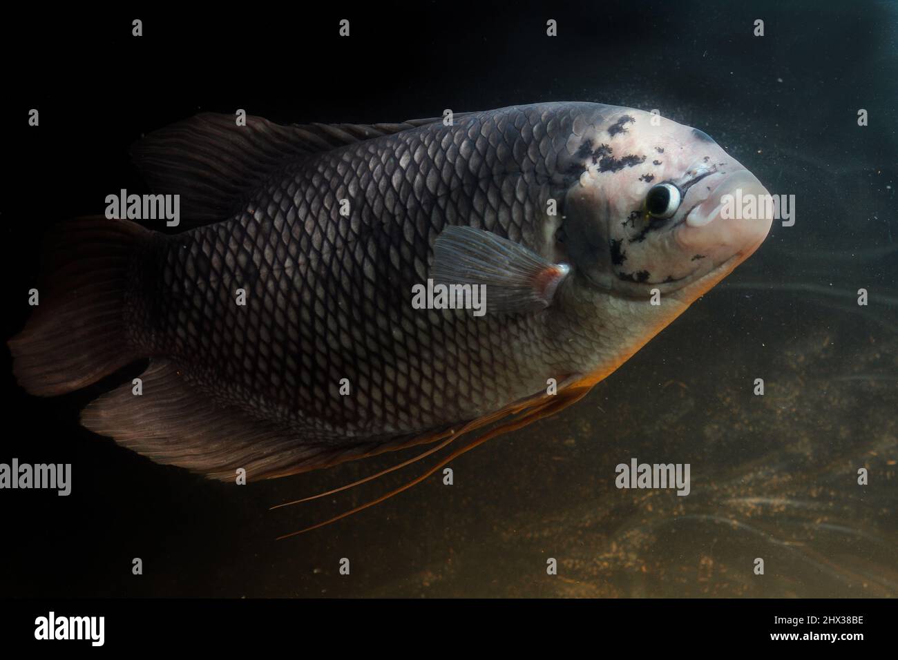 An elephant ear gourami in aquarium looking at camera. It s very large ...