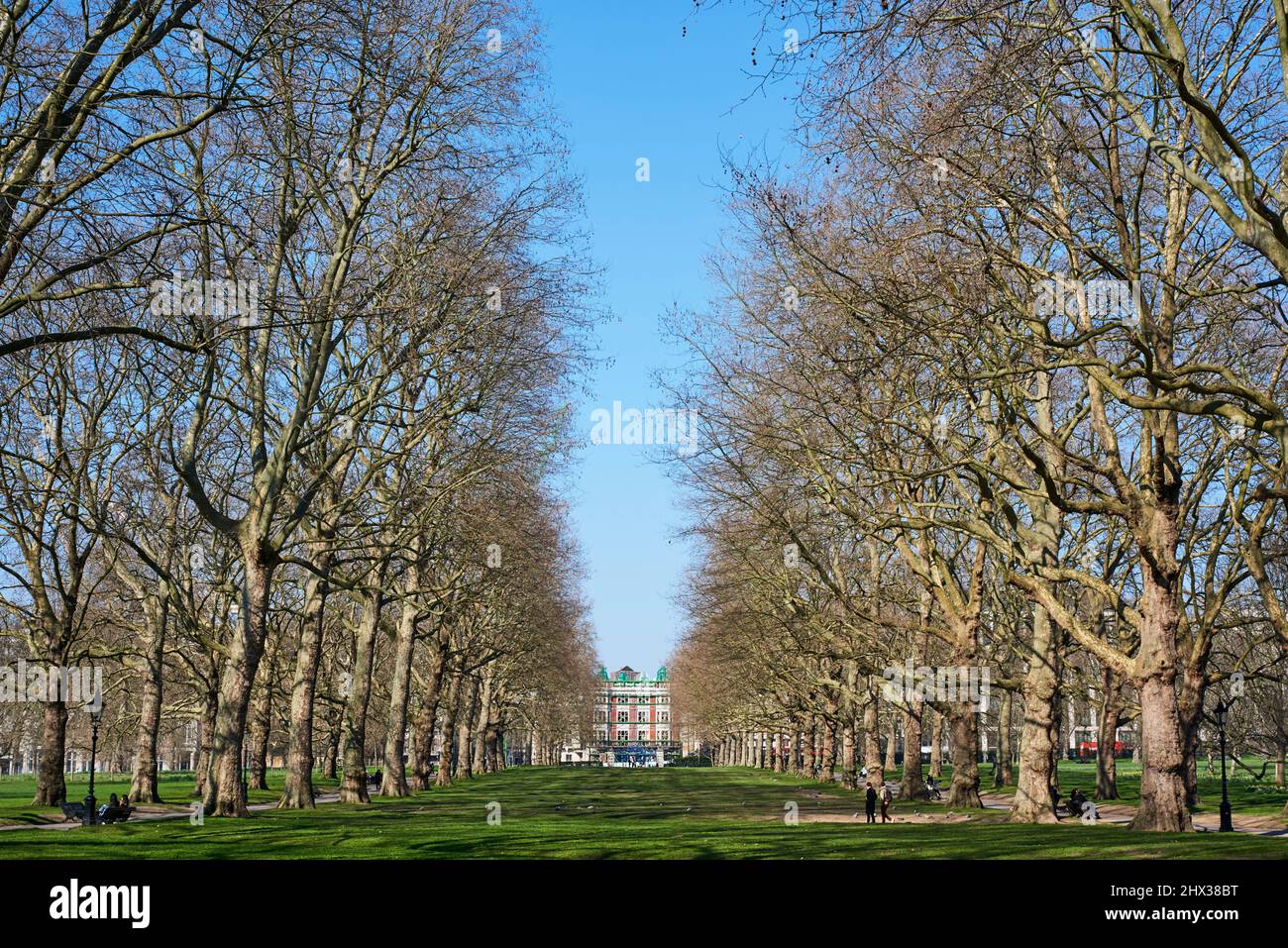 Tree-lined avenue in Green Park, central London UK, looking north ...