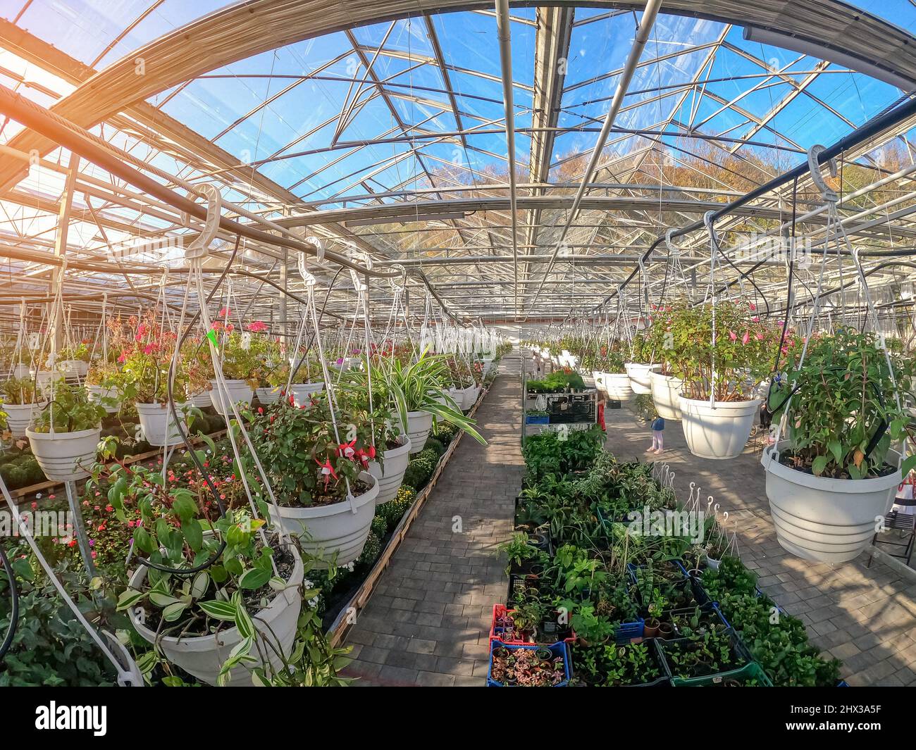 Greenhouse with colorful flowers in pots for planting in ground and for ...