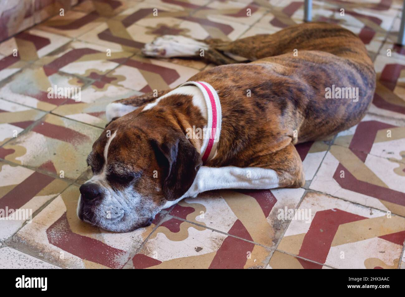 Cute Sleeping Boxer Dogs