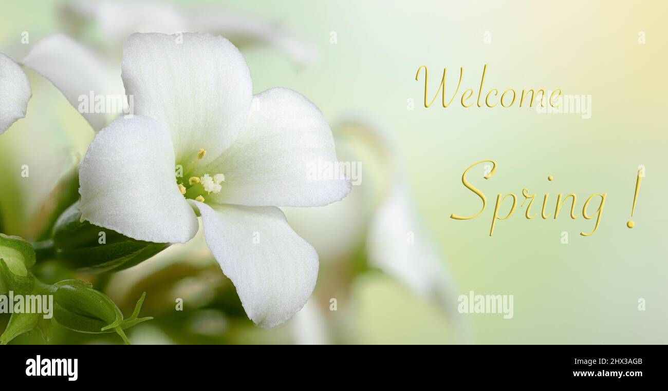Welcome flower hi-res stock photography and images - Alamy